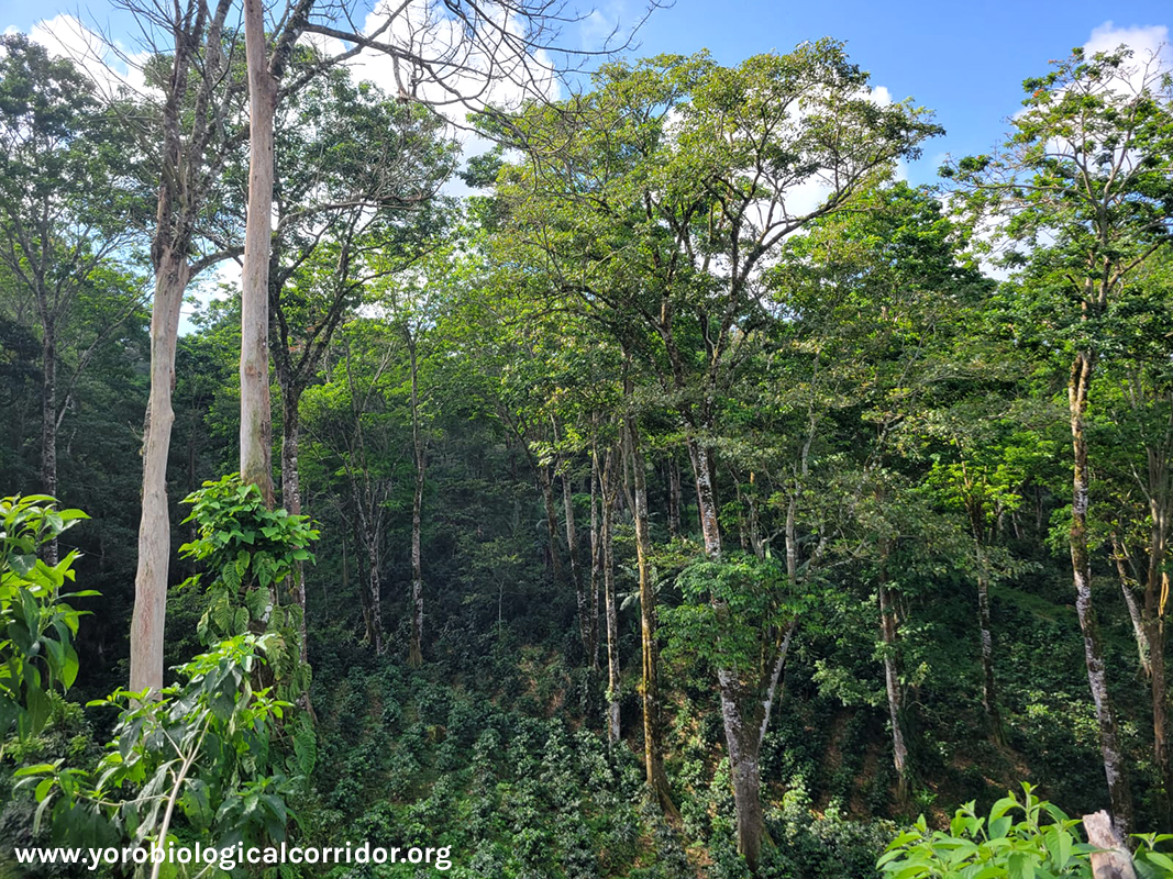 Integrated Open Canopy™ (IOC) - Yoro Biological Corridor/ Corredor ...